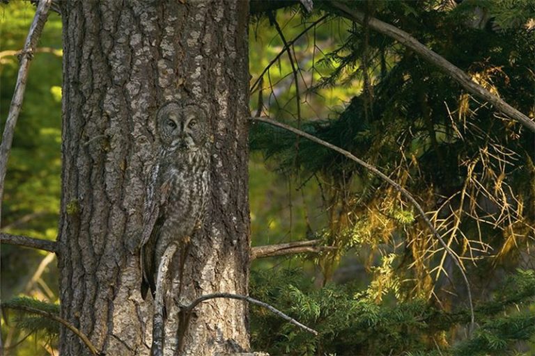 Animal Camouflage: Can you spot hidden animals in these photographs?