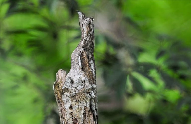 Animal Camouflage: Can you spot hidden animals in these photographs?